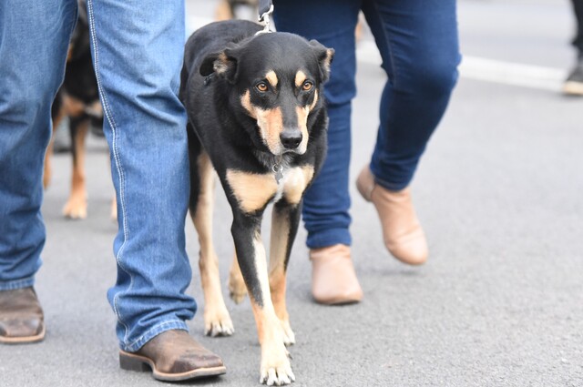 Rounded up at the Casterton Kelpie Muster | The Penola Pennant