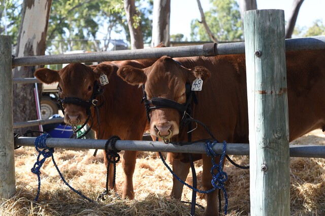 Mundulla_463037_25 | The Penola Pennant